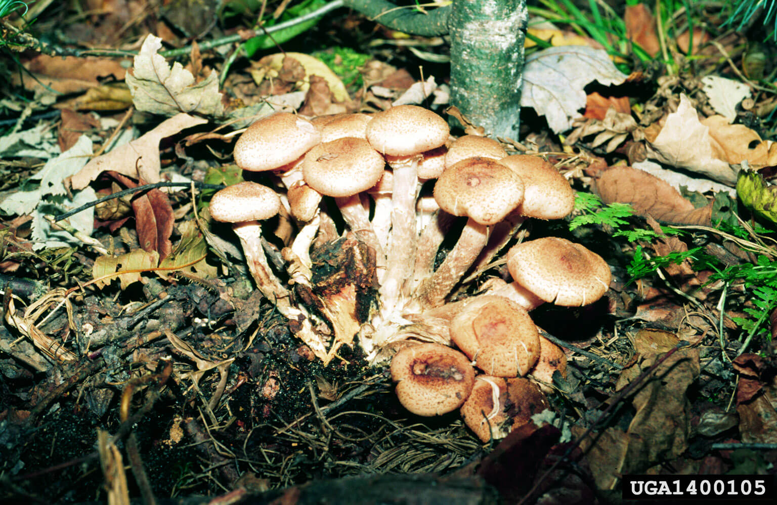 Should you worry about sprouting mushrooms? • In Harmony Sustainable ...