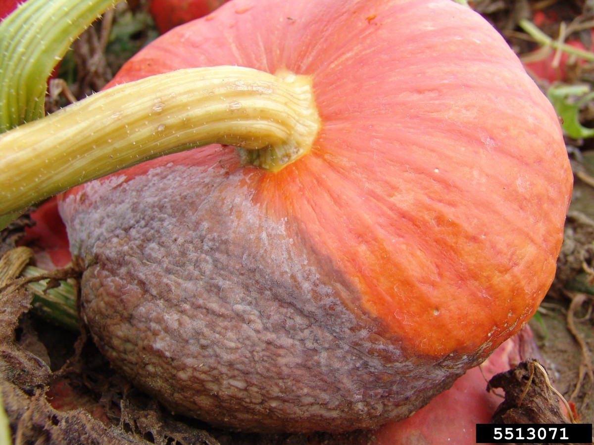 Phytophthora root rot: silent killer • In Harmony Sustainable Landscapes