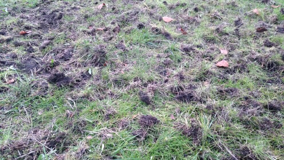 How did your lawn do this summer? • In Harmony Sustainable Landscapes