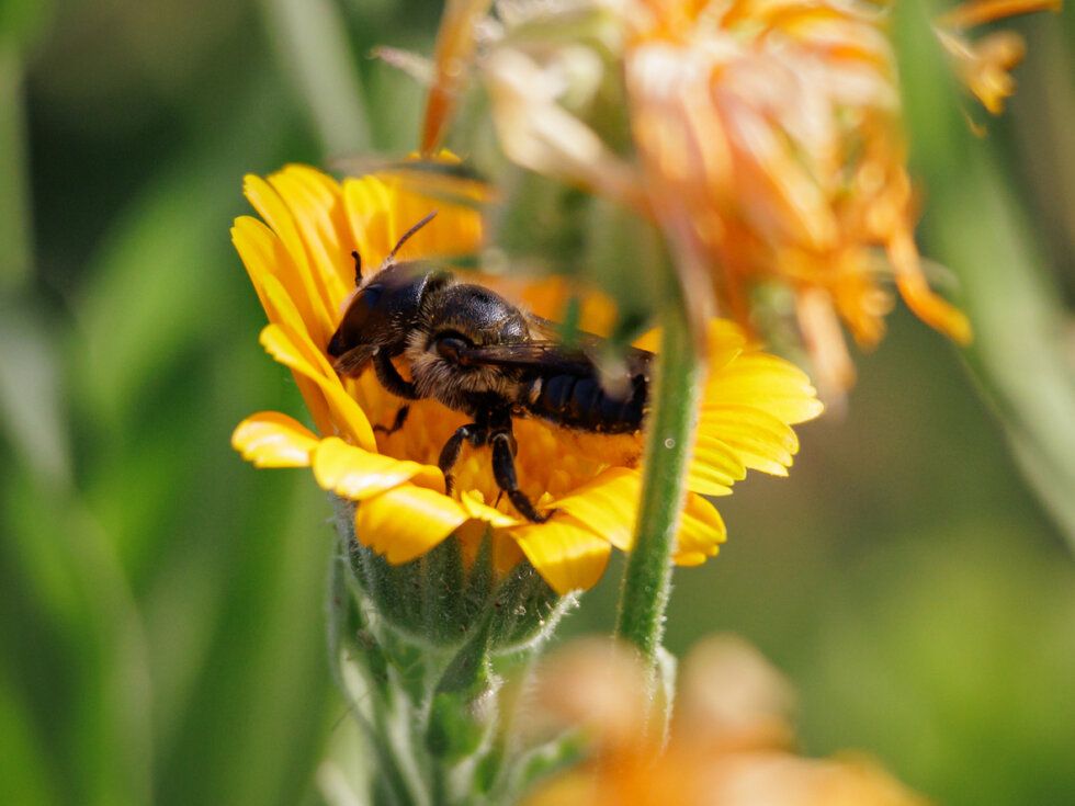 Help mason bees and other pollinators thrive • In Harmony Sustainable ...